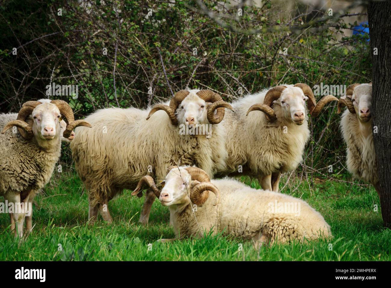 Sector ganadero de ovino hi-res stock photography and images - Alamy