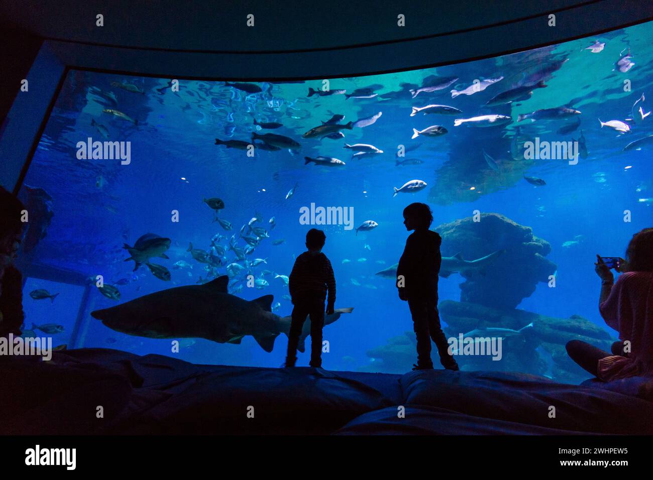 Girls fish aquarium hi-res stock photography and images - Alamy