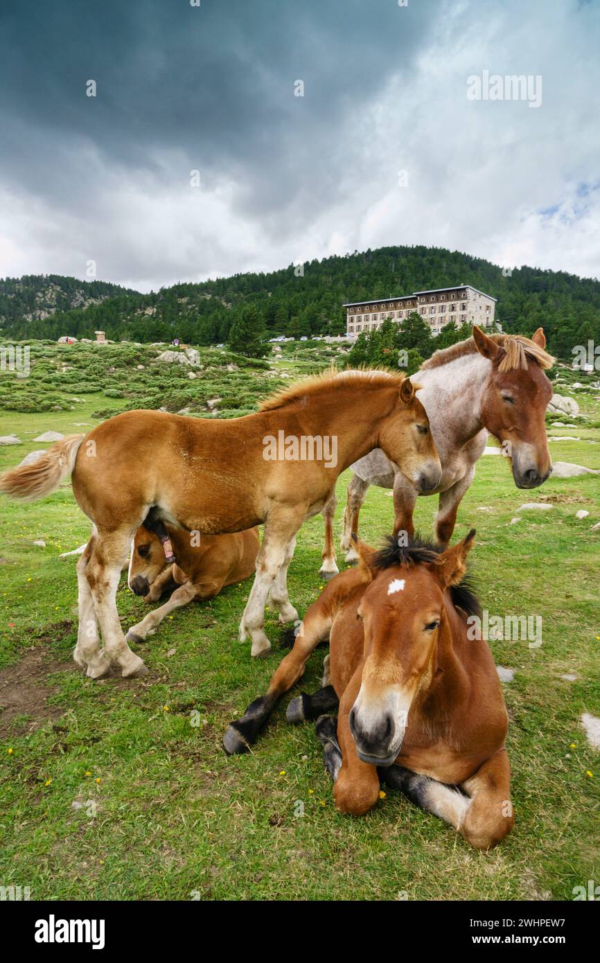 Caballo manada hi-res stock photography and images - Alamy