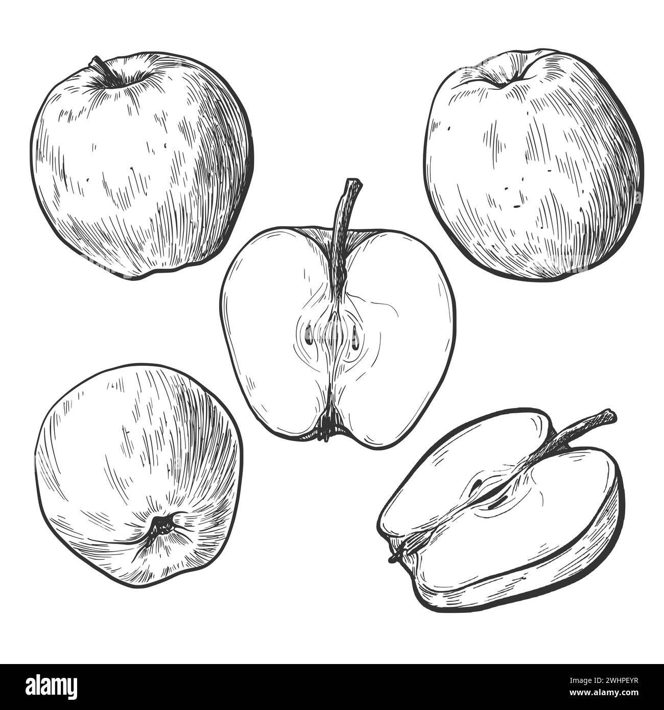 Apple hand drawn Ink line art sketch, vintage monochrome illustration ...