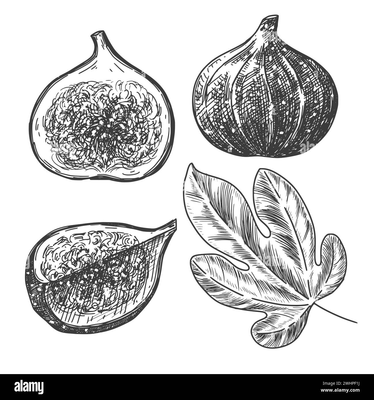 Fig sketch isolated on white background. Hand drawn vintage etching ...