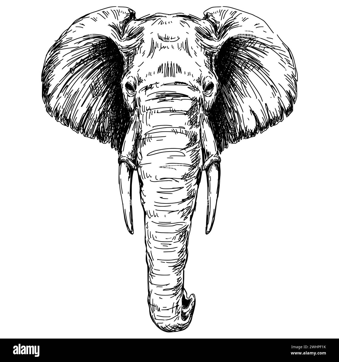 Hand drawn elephant head vector sketch isolated on white background ...