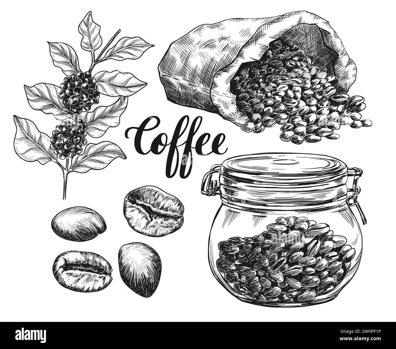 Coffee plant drawing Black and White Stock Photos & Images - Alamy