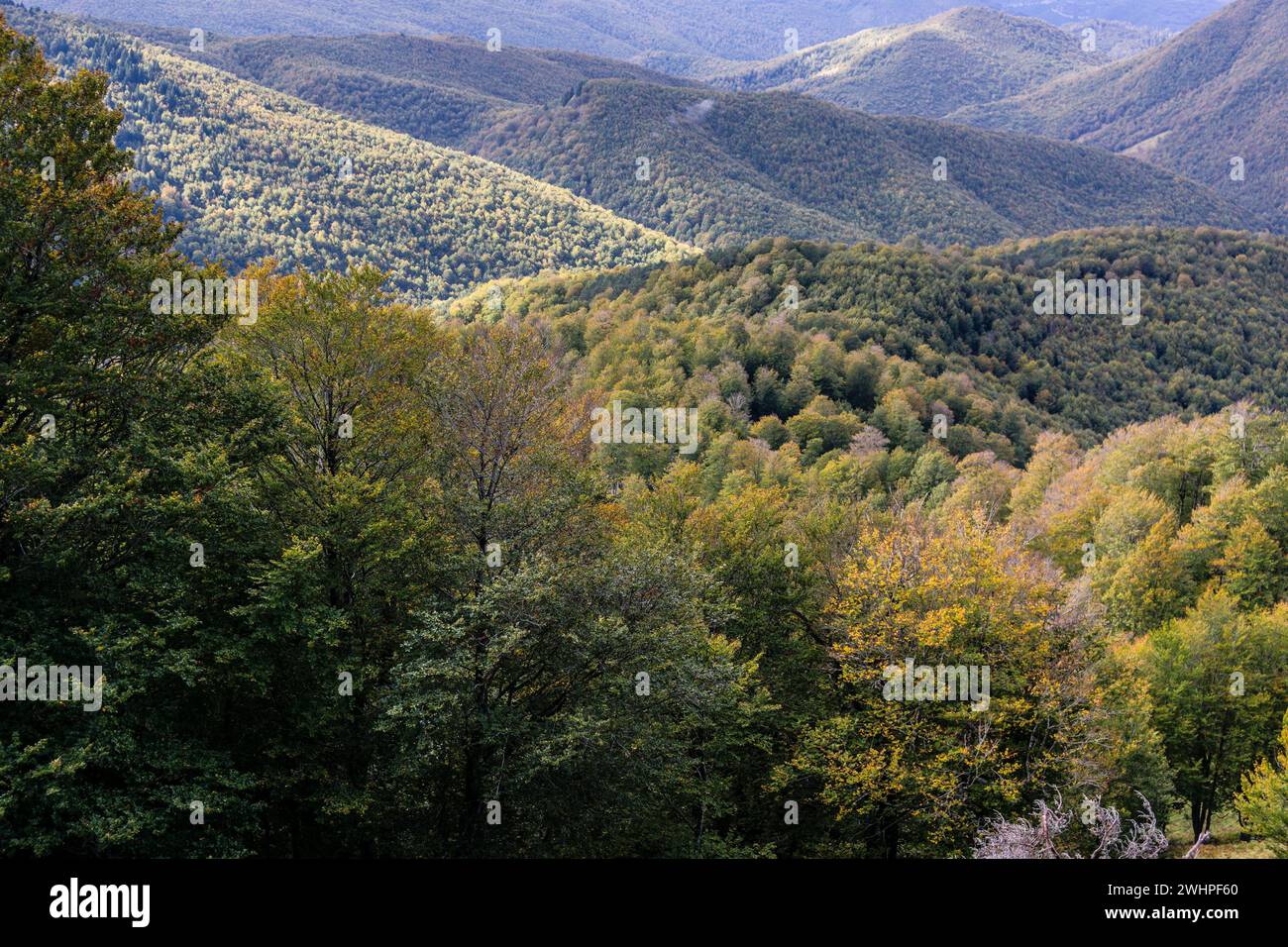 árbol de refugio hi-res stock photography and images - Alamy