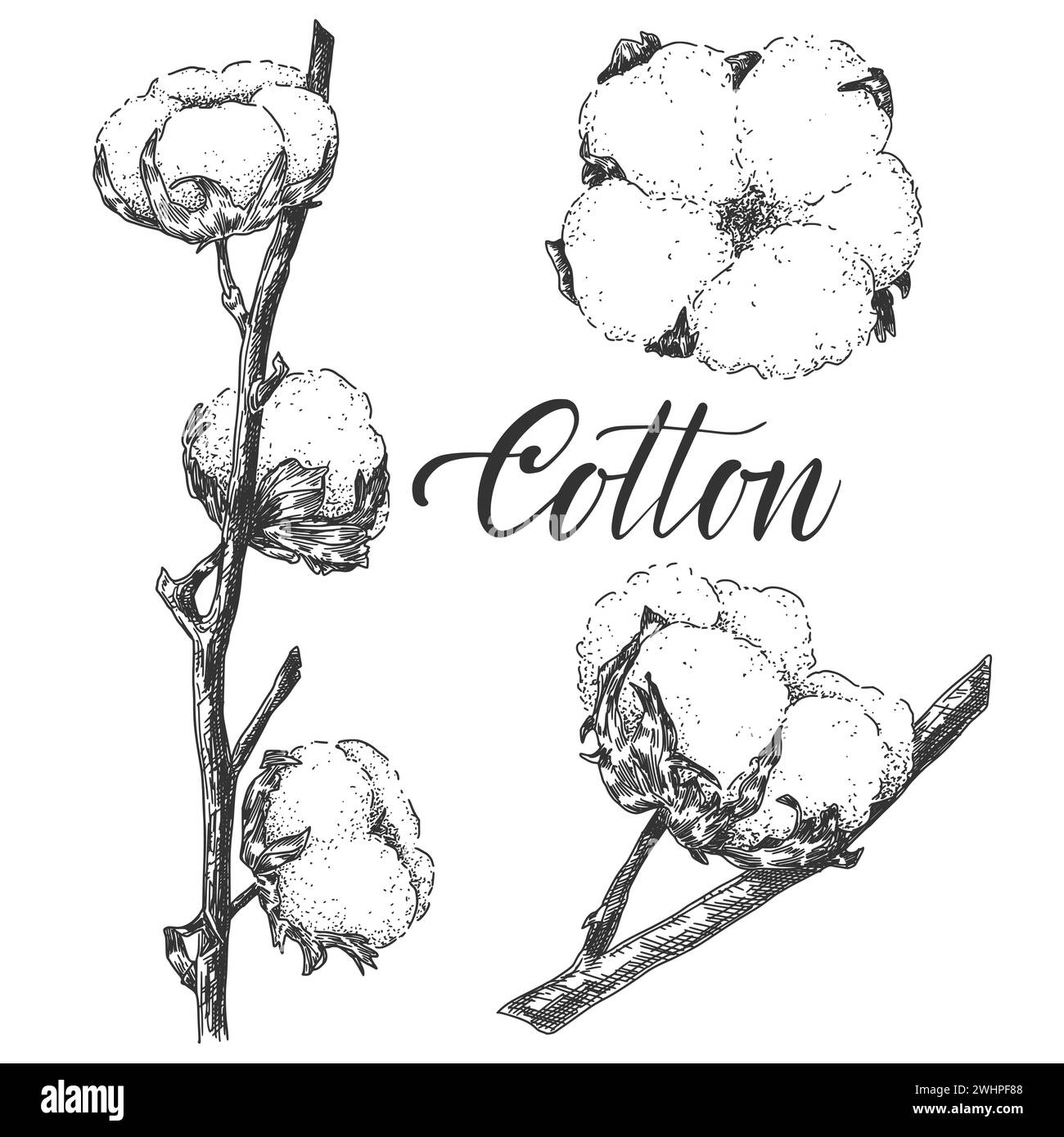 Cotton clipart Black and White Stock Photos & Images - Alamy