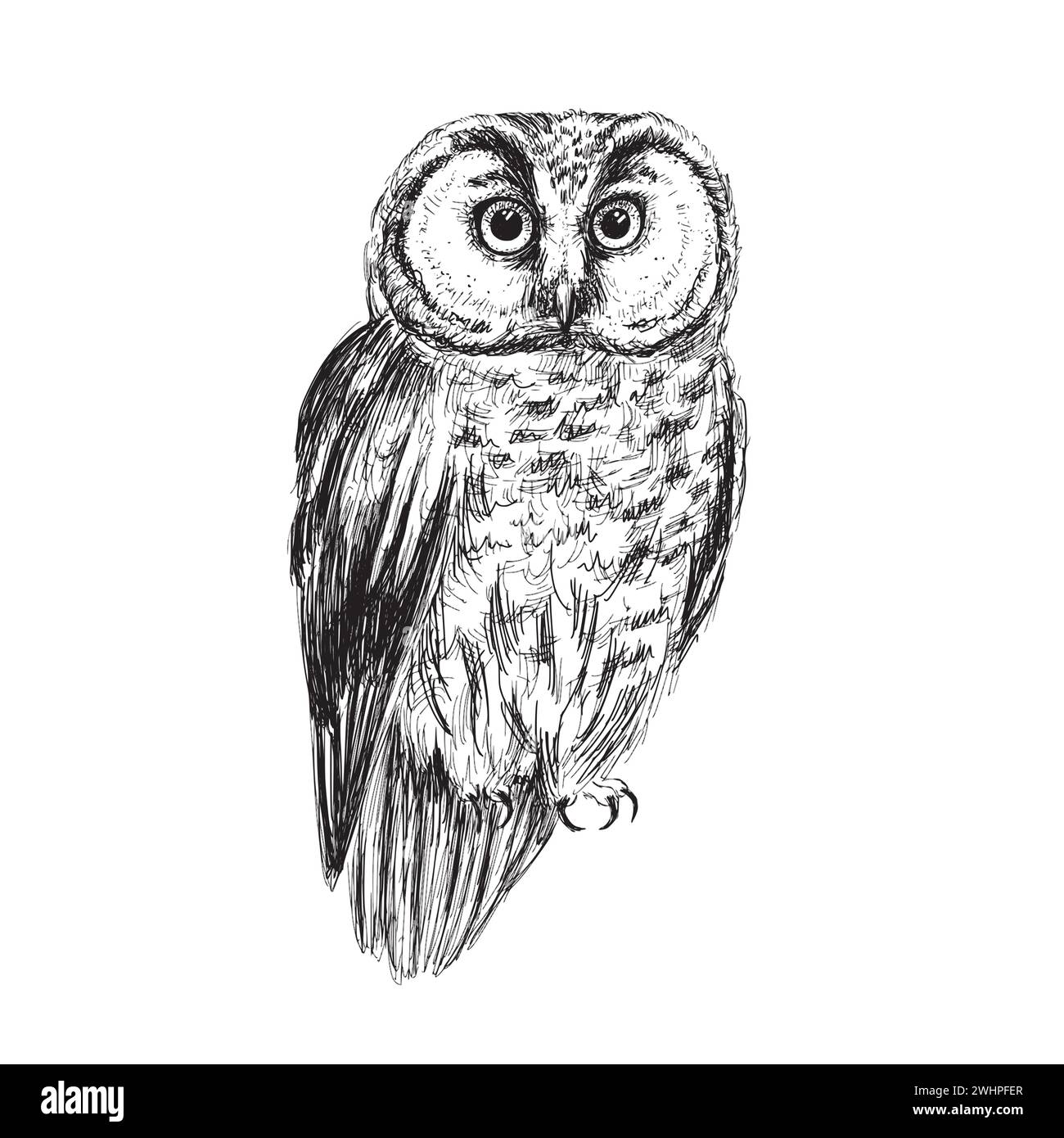 Boreal owl sketch isolated on white background. Vintage bird vector illustration Stock Vector ...