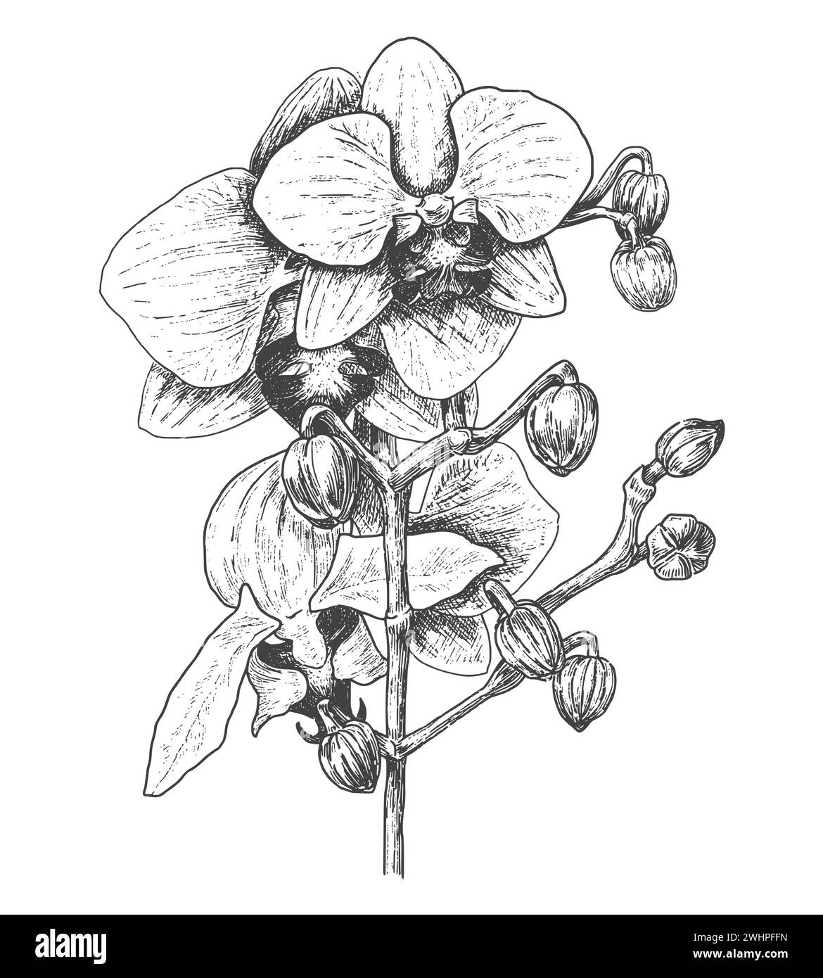 Hand drawn orchid sketch, isolated on white background. Vintage ...
