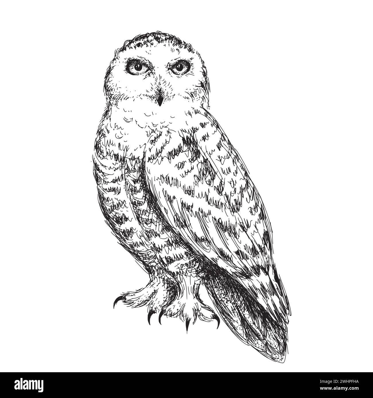 Snowy owl sketch, pen and ink bird isolated on white background ...