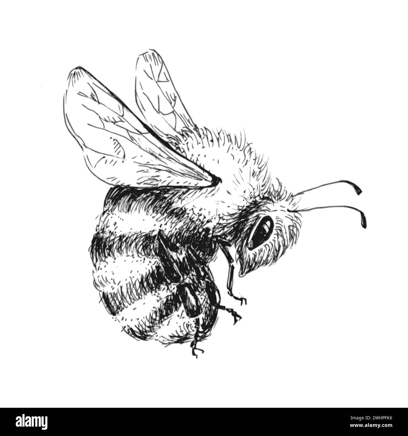 Invertebrate bee honey Cut Out Stock Images & Pictures - Alamy