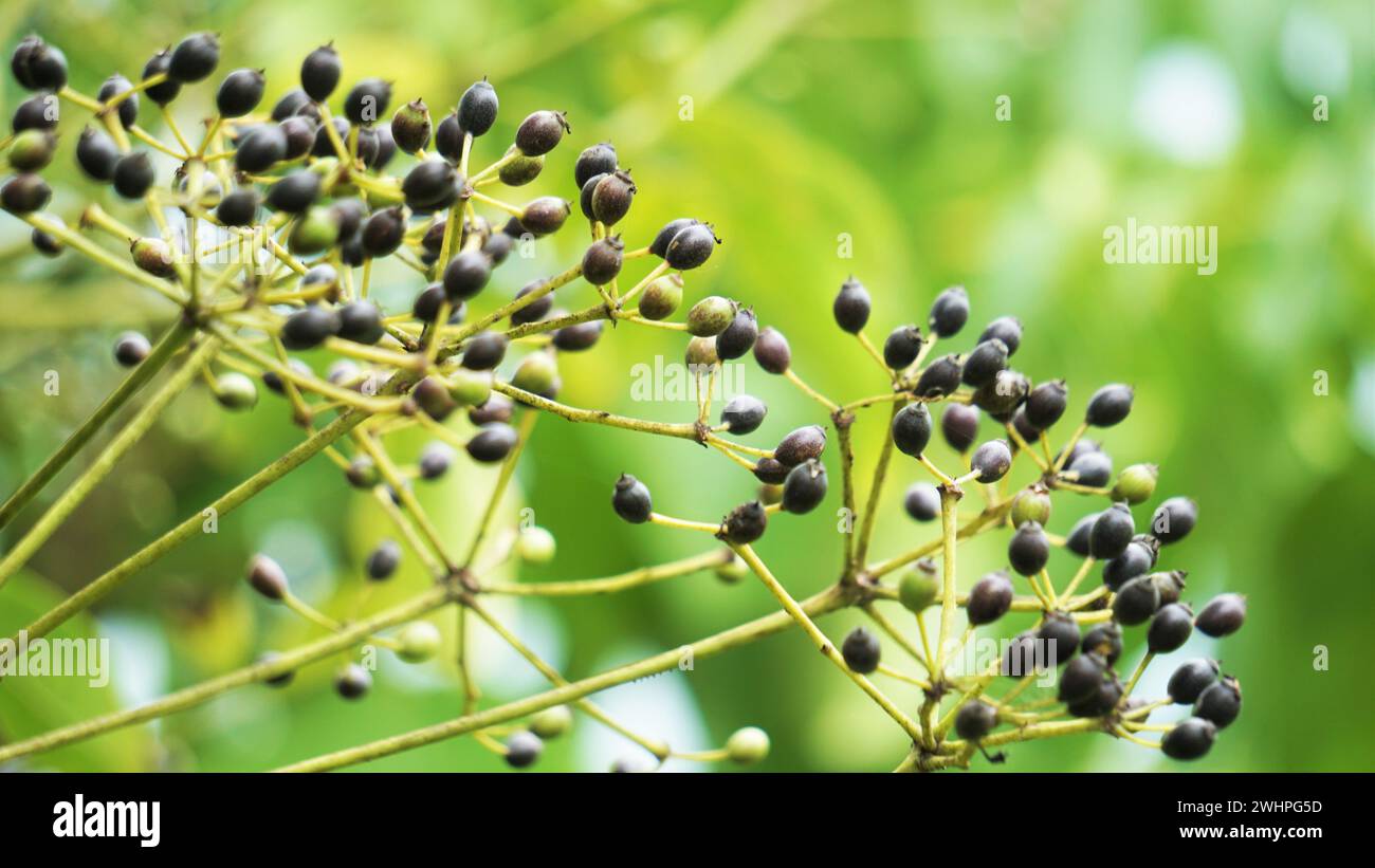 Phellodendron amurense. It has been used as a Chinese traditional ...
