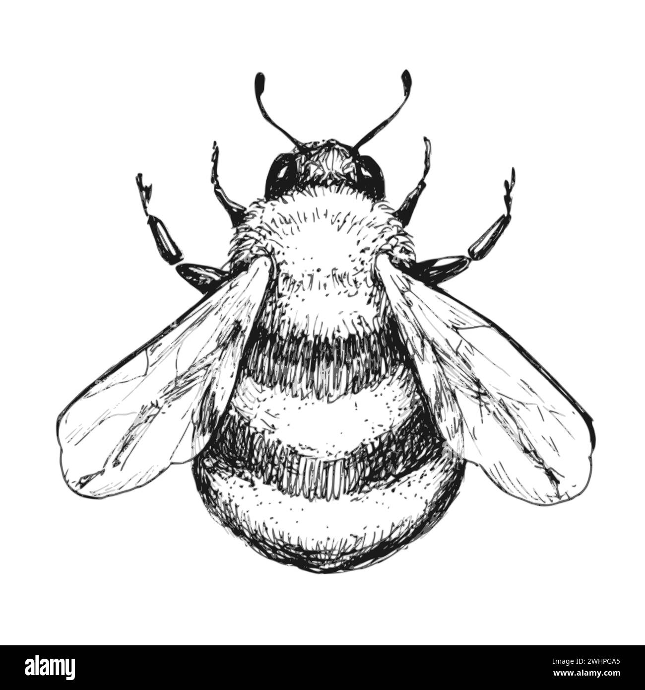 Honey bee sketch on white background. Top view Vintage drawing, outline ...