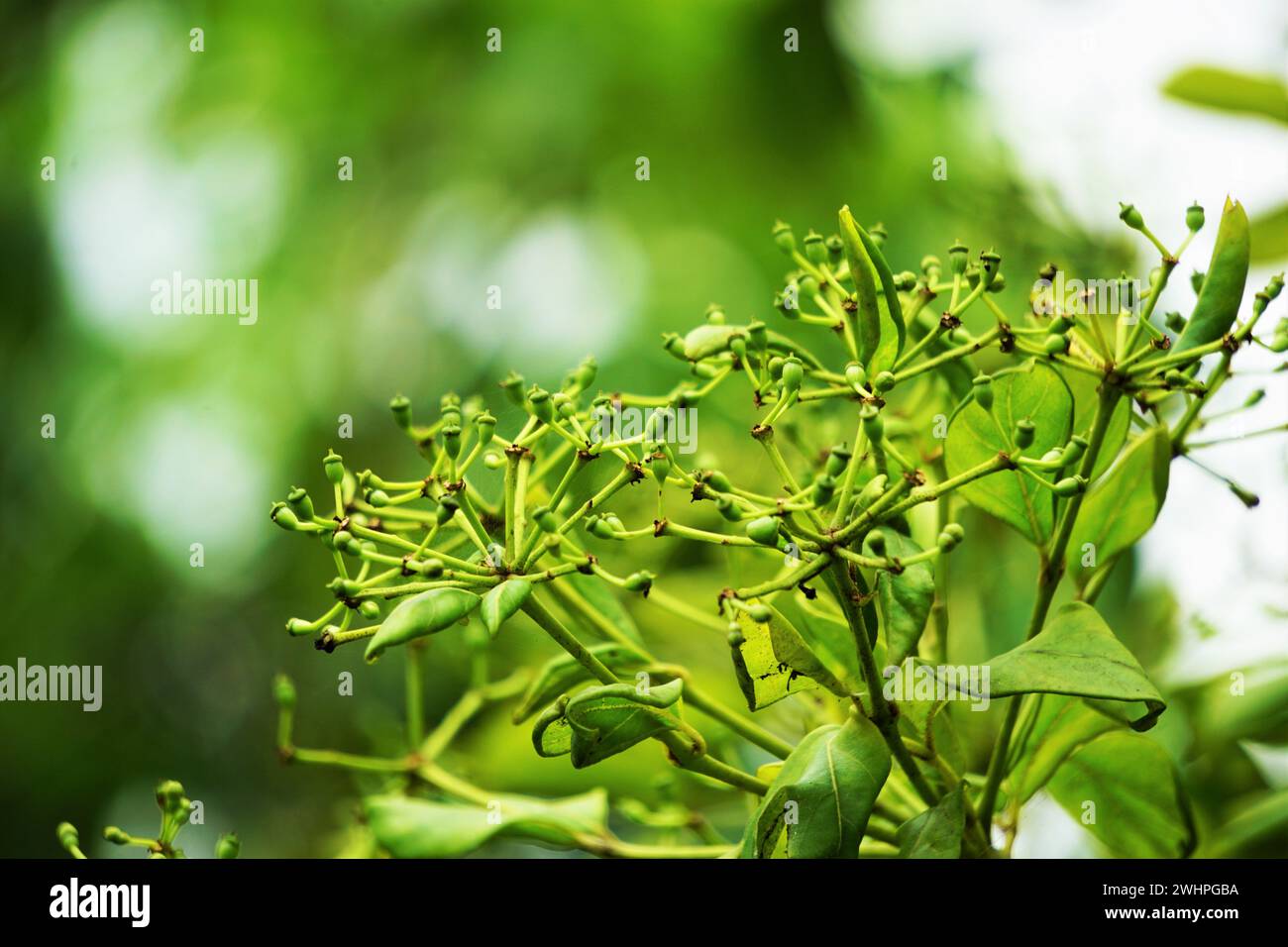 Phellodendron amurense. It has been used as a Chinese traditional ...