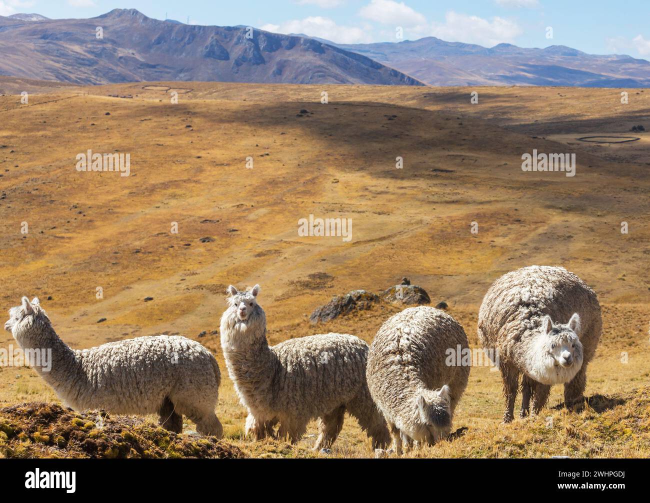 Hiking in the fantastic landscape of the Peruvian high mountain Andes ...
