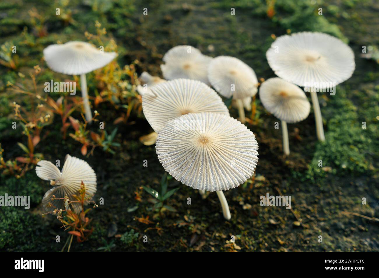 Pleated inkcap hi-res stock photography and images - Alamy