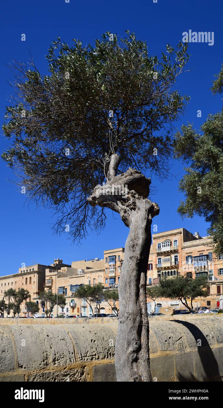 Olive Tree in the Old Town of Valletta, the Capital of Malta Stock ...