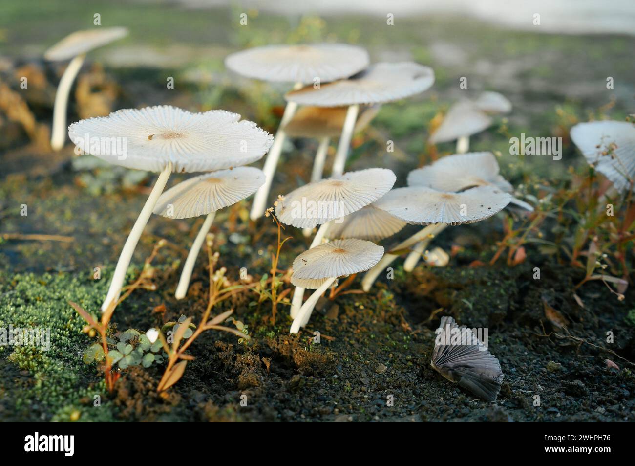 Parasola plicatilis hi-res stock photography and images - Alamy