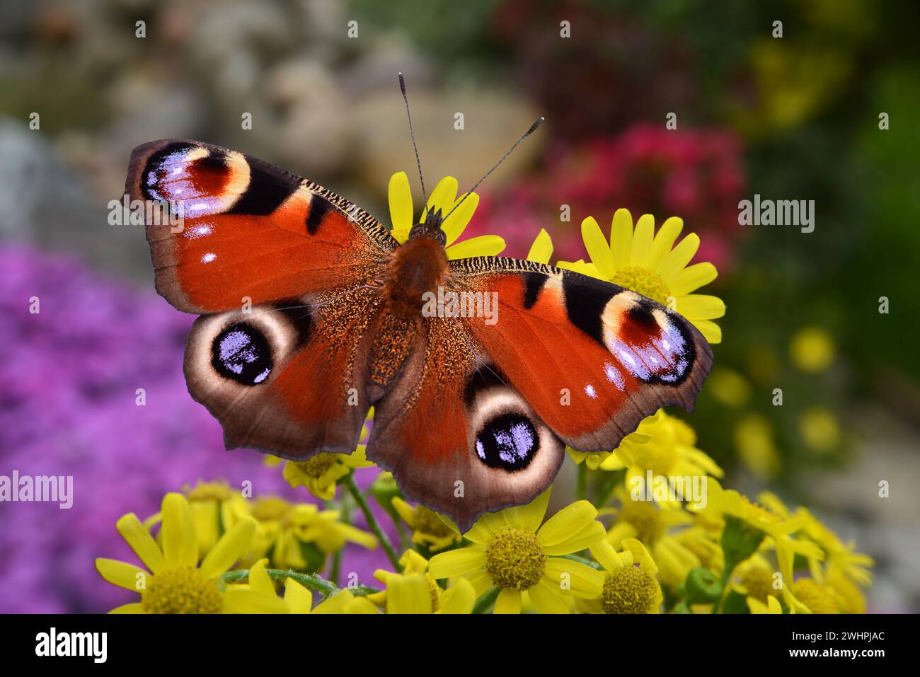 Eye of peacock hi-res stock photography and images - Alamy
