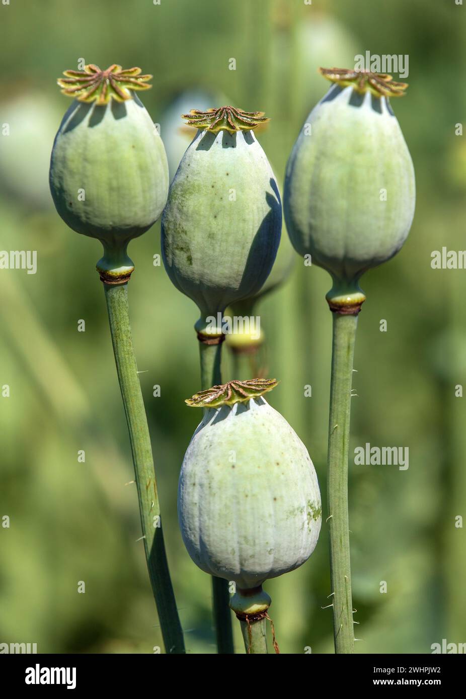 Detail of opium poppy in latin papaver somniferum, green poppies, poppy ...