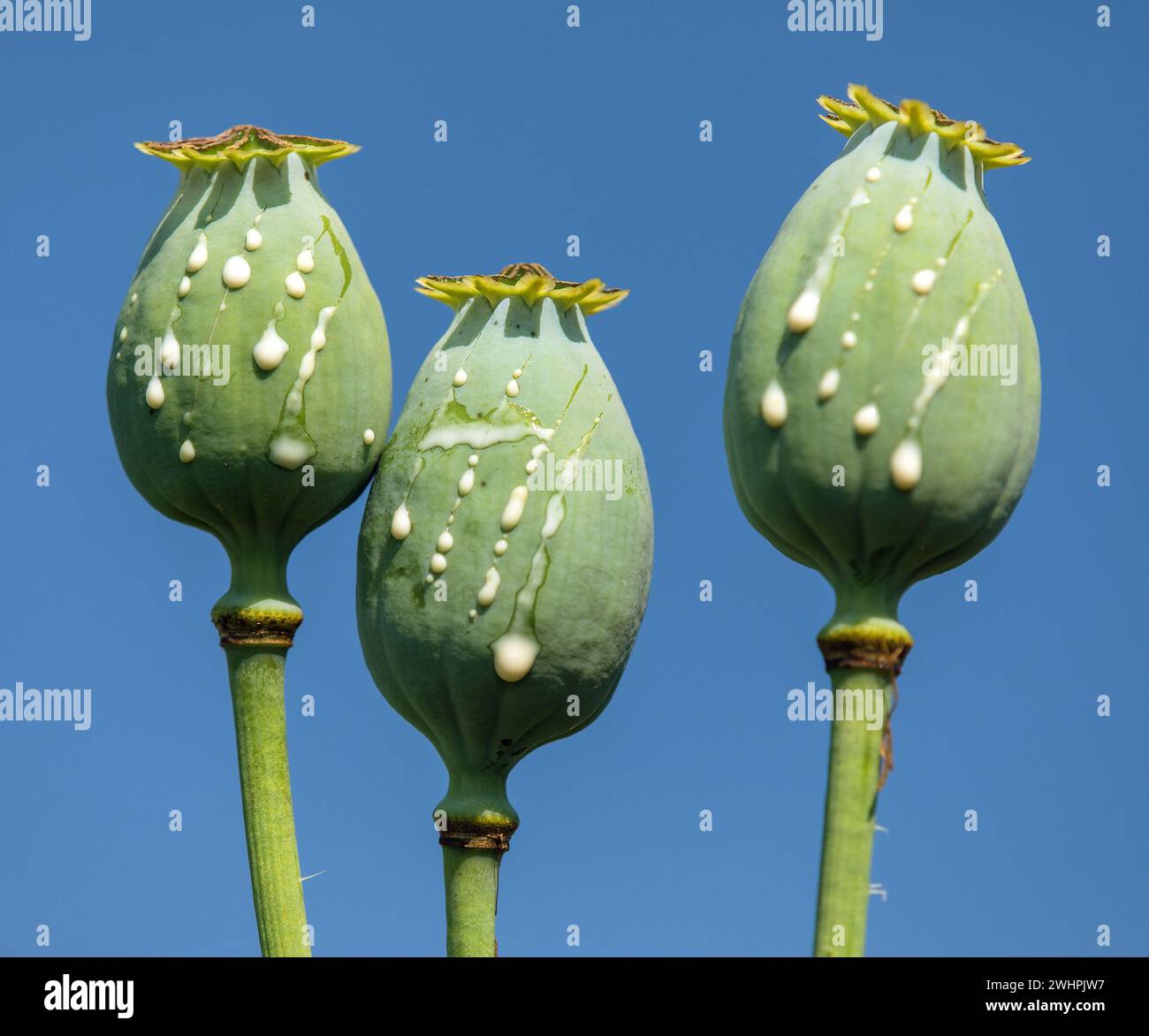 Detail of opium poppy heads, in latin papaver somniferum, immature ...