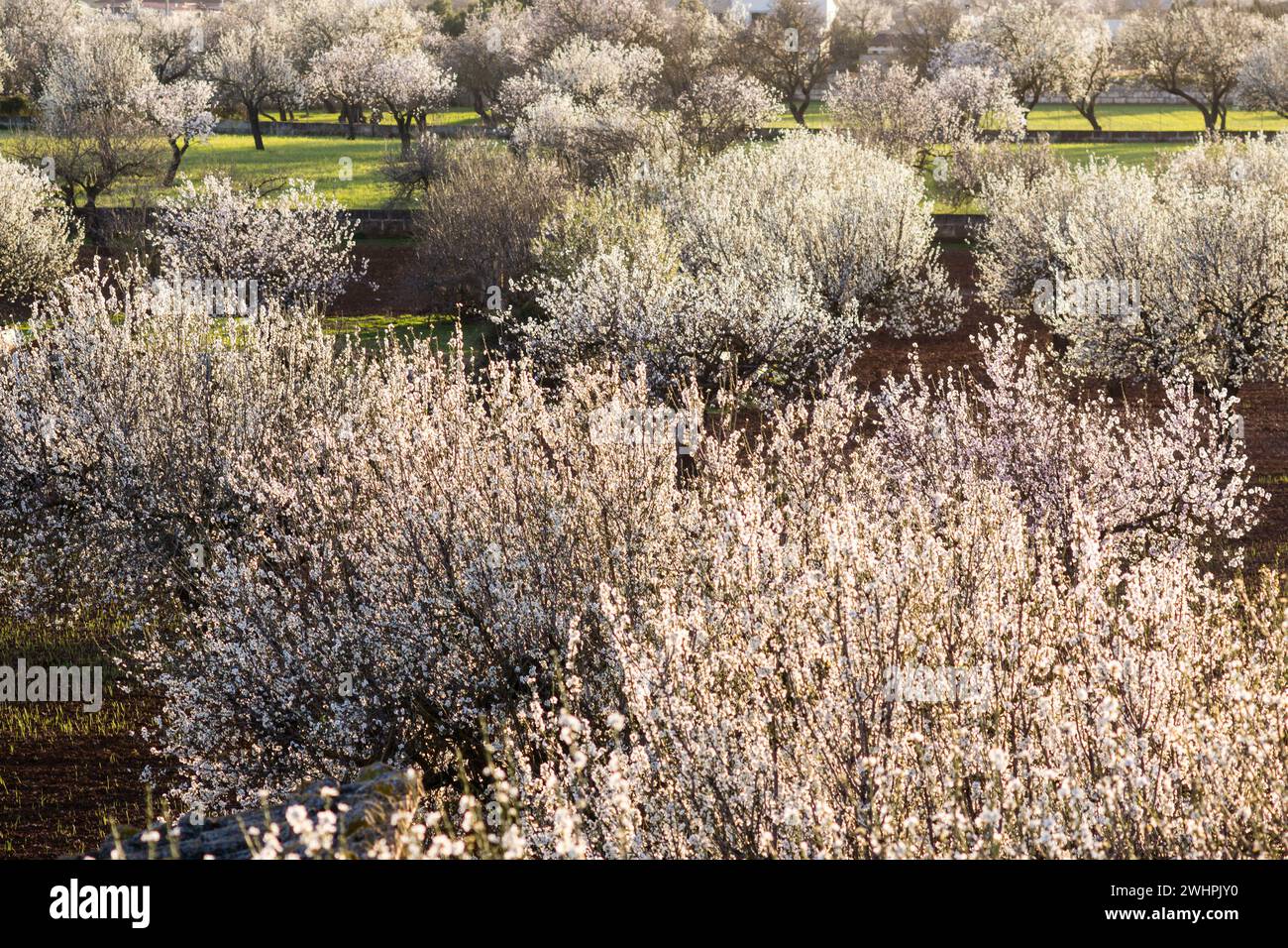 Almendros en flor Stock Photo - Alamy
