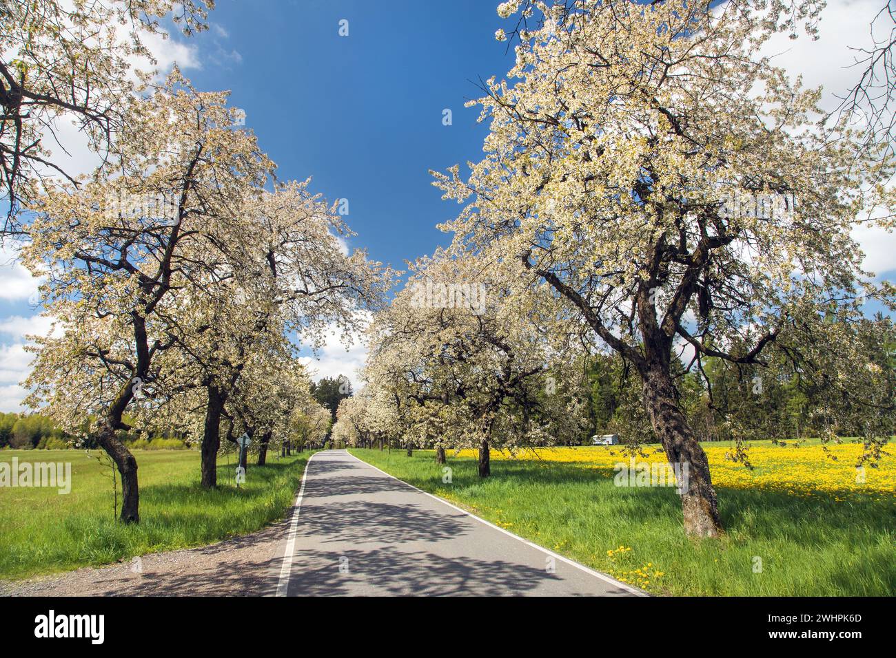 road and alley of flowering cherry trees in latin Prunus cerasus with ...