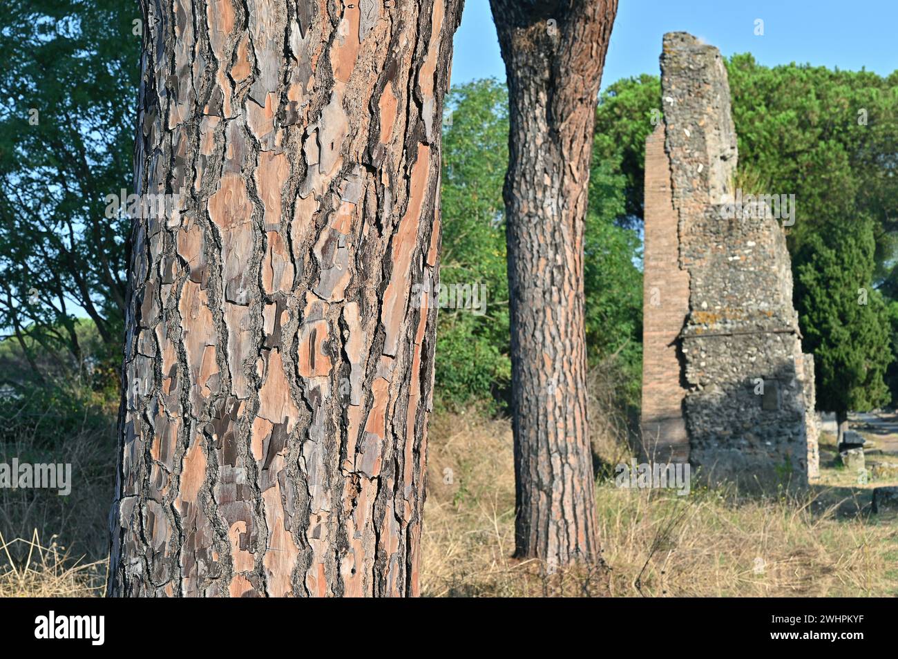 Pine trees and tomb, Via Appia Antica, Rom Stock Photo - Alamy