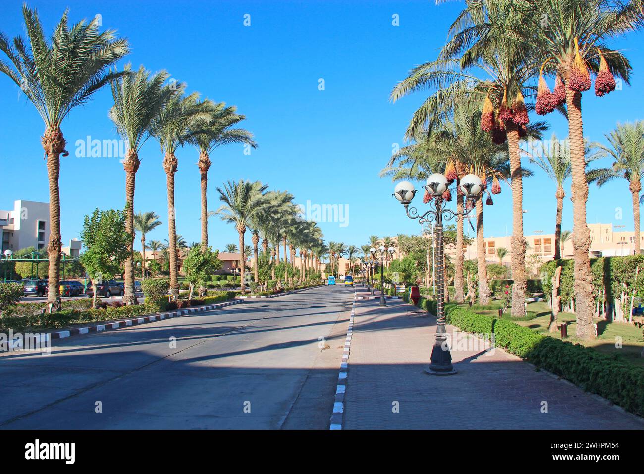 City road in Hurghada. Transport part in city with paltmas on the side ...