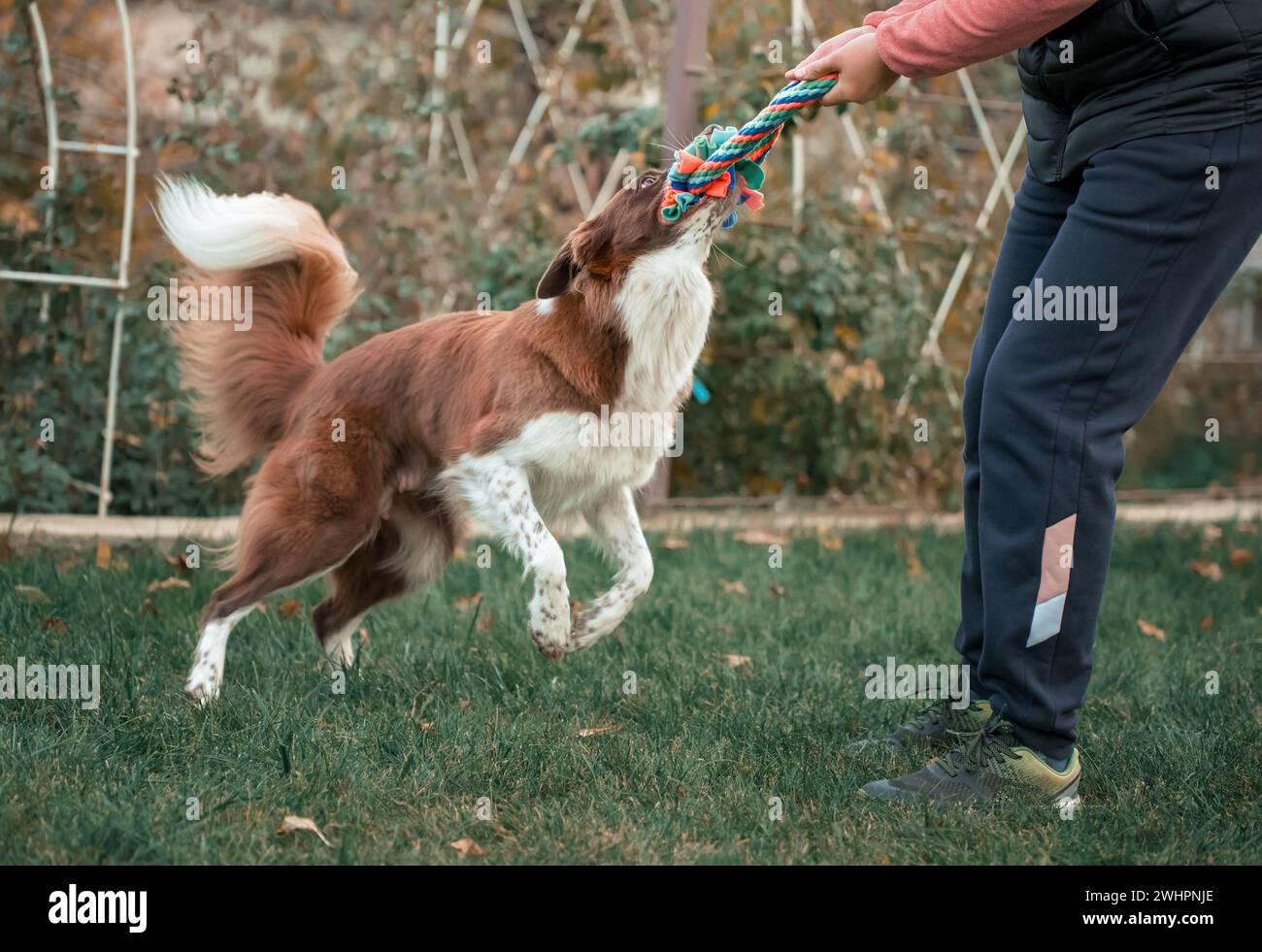 Red-and-white border collie dog playing with a mistress pulling a rag ...