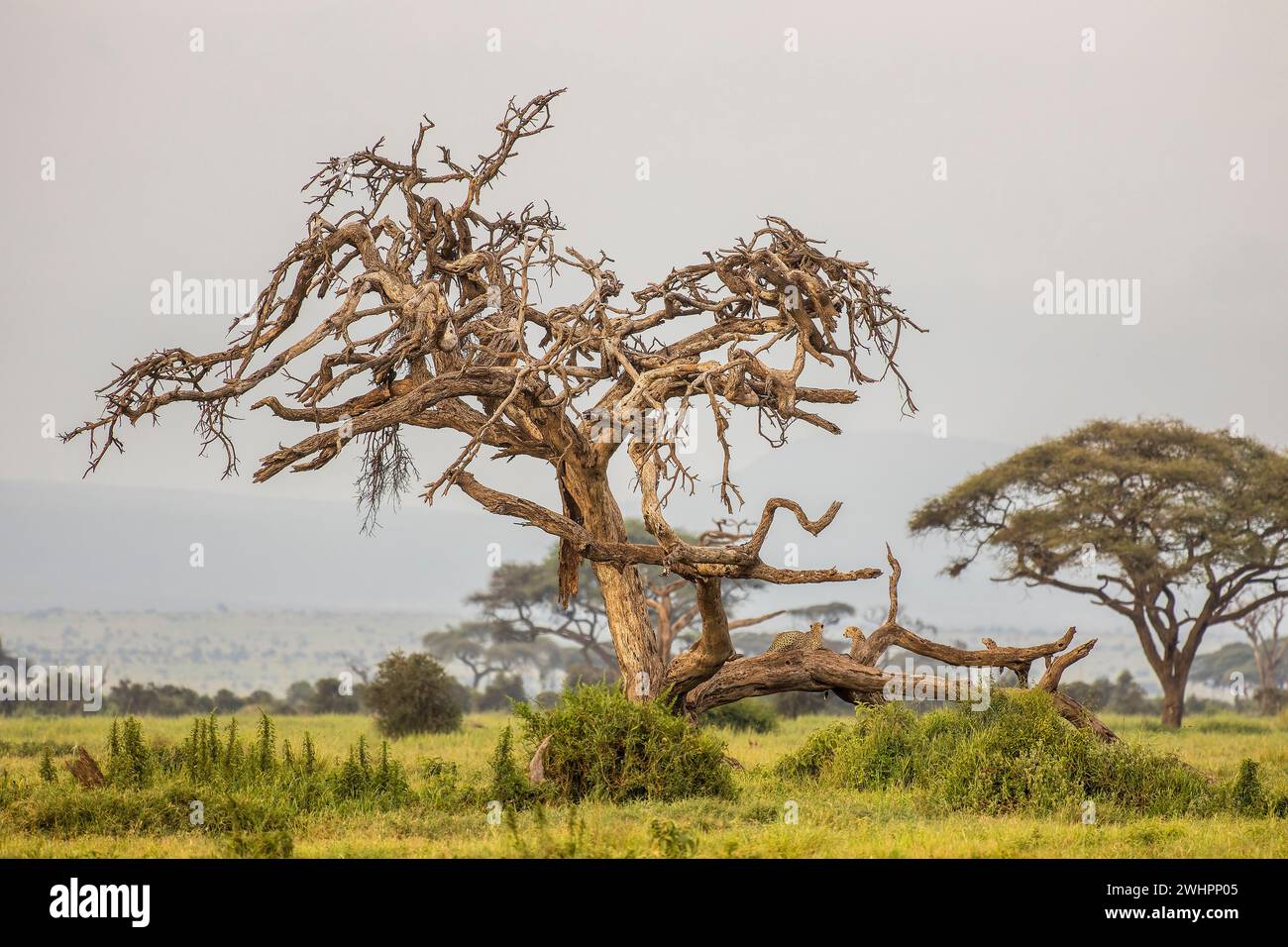 Two Cheetahs (Acinonyx jubatus) sitting on a tree in Amboseli national ...
