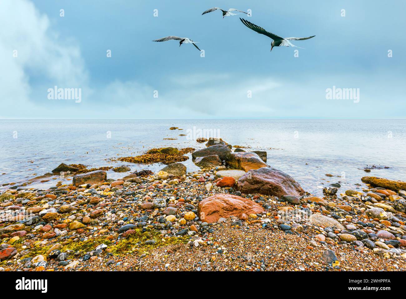 Tern flying over the sea. flock of terns at shore with pebbles and ...
