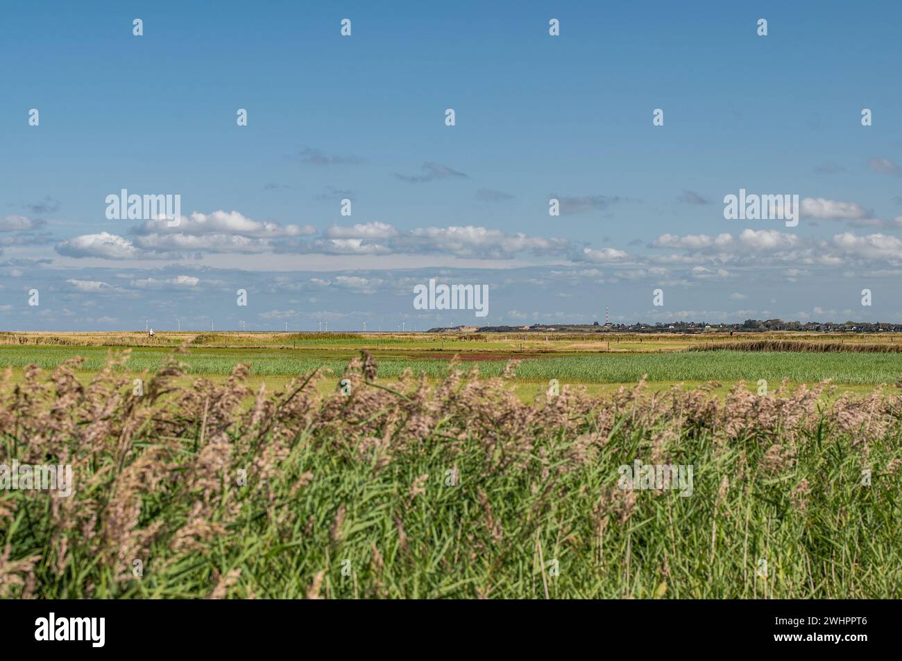 Reed areas hi-res stock photography and images - Alamy