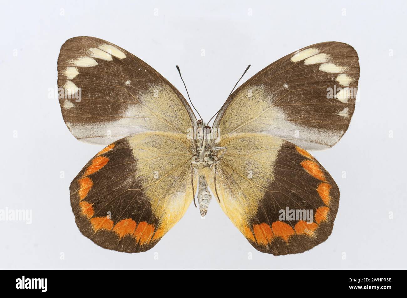 Pieridae hi-res stock photography and images - Alamy