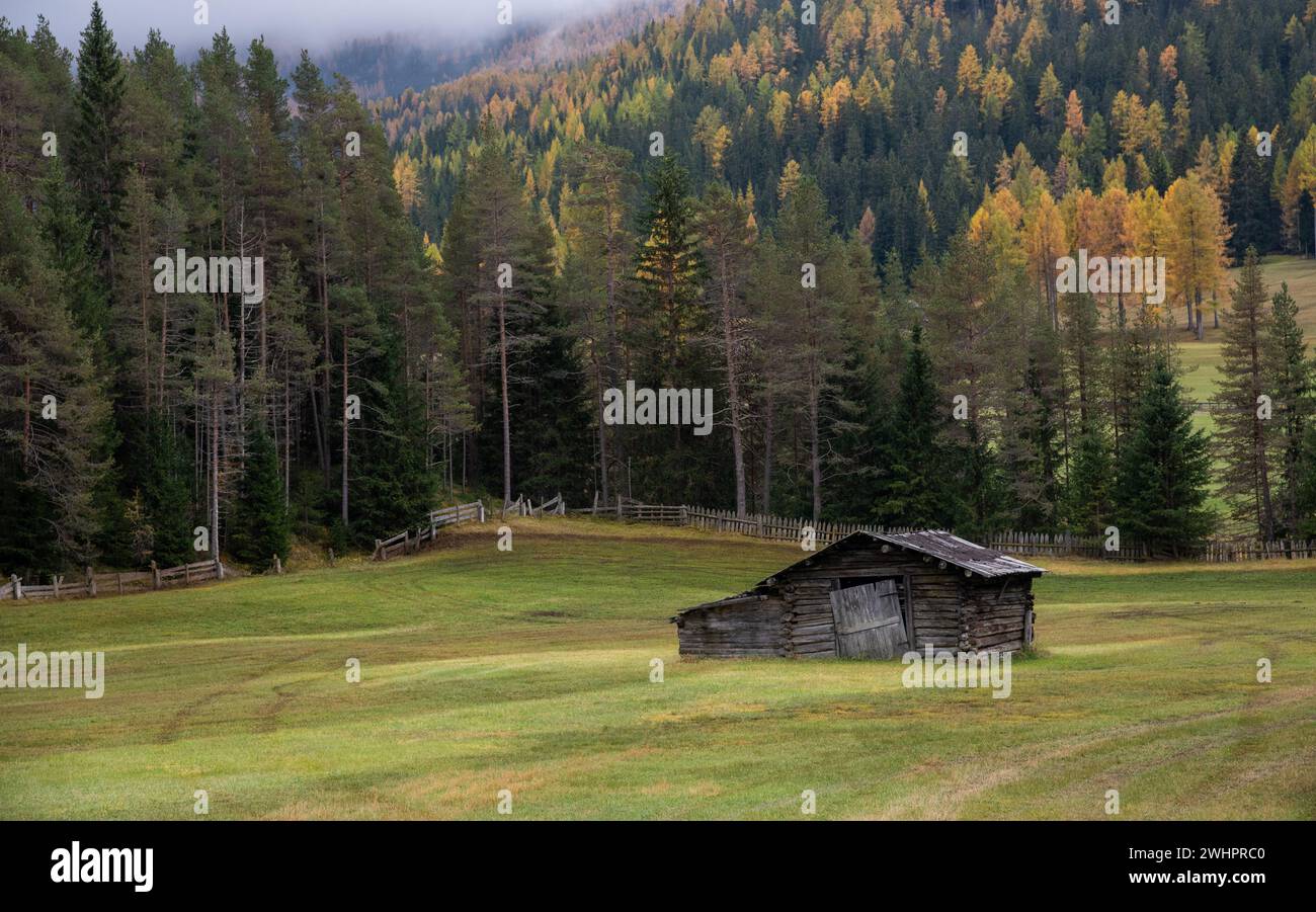 Abandoned wooden farm house in the farmland surrounded by forest trees ...