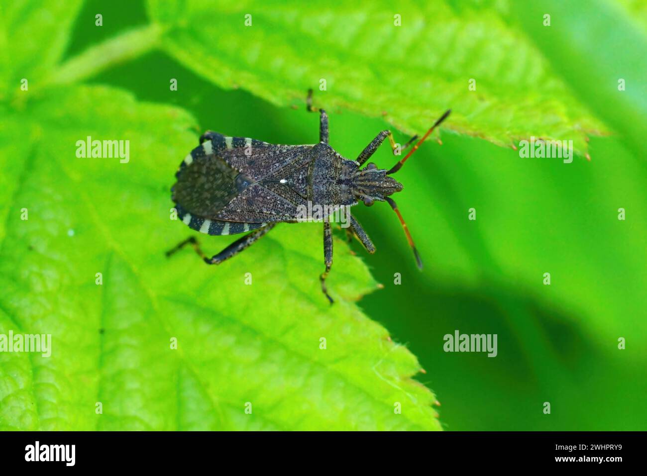 Sap suckling insect hi-res stock photography and images - Alamy