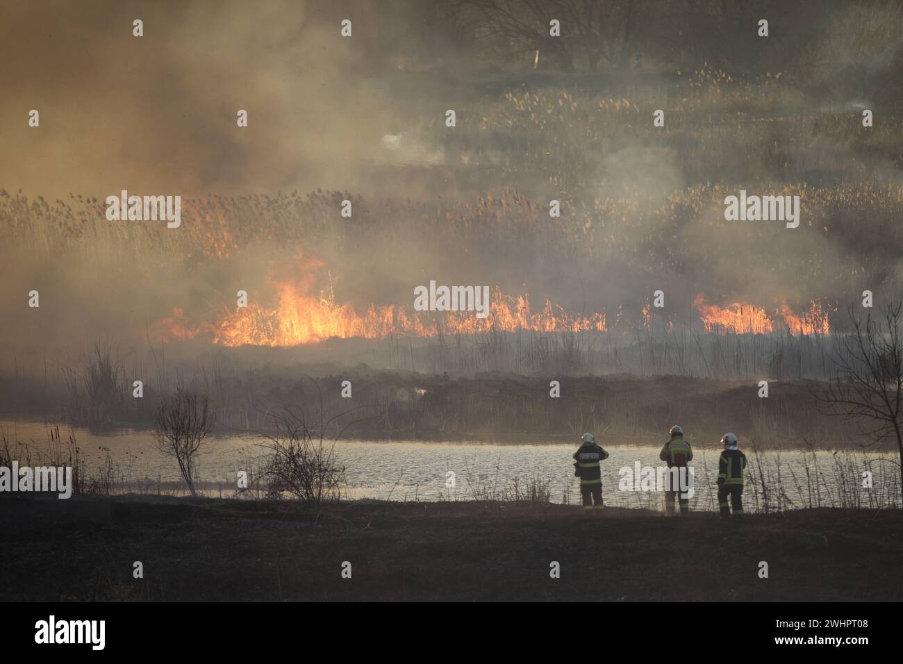 Wildfire of mostly dry reed plants in a wetland area inside a big city ...