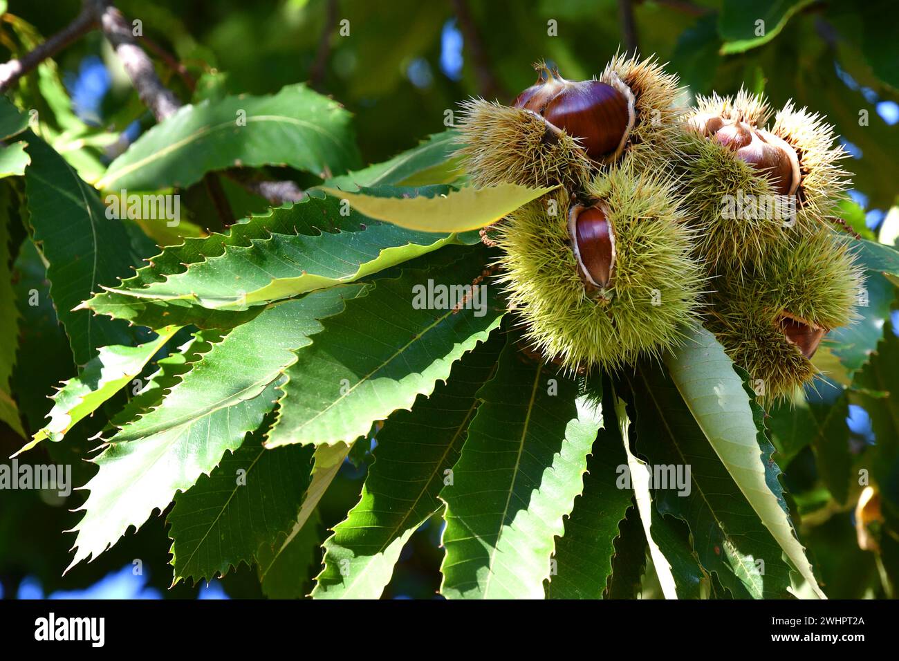 Fruits growing from tree trunk hi-res stock photography and images - Alamy