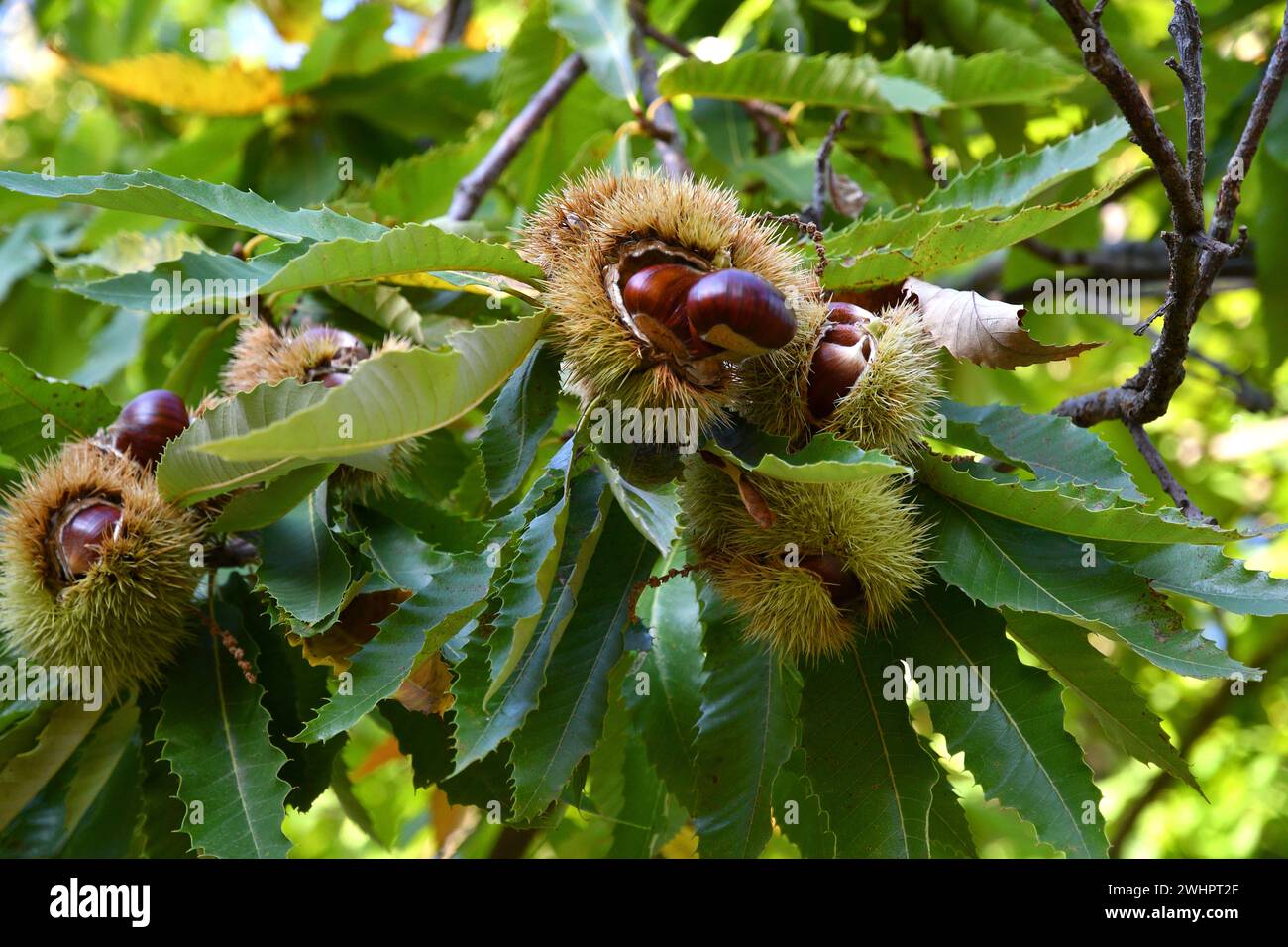 Chestnuts in hedgehogs hang from chestnut branches just before harvest ...