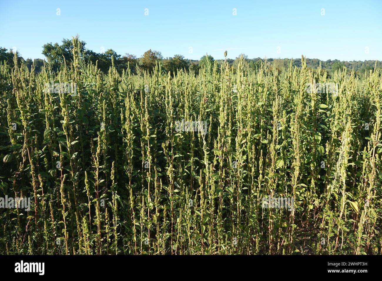 Amaranthus retroflexus, Common amaranth Stock Photo - Alamy