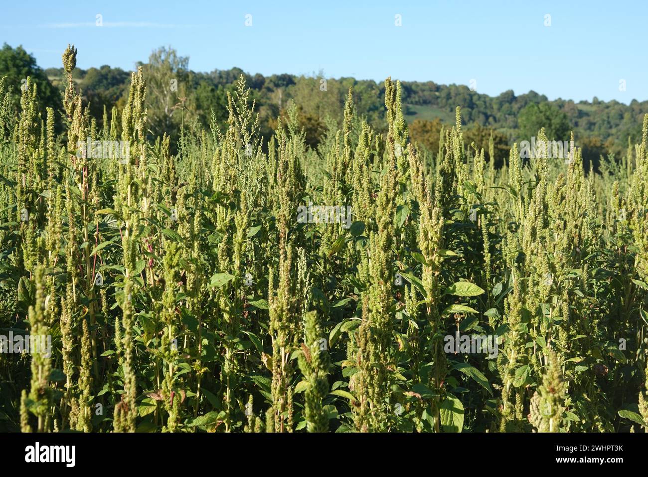 Amaranthus retroflexus, Common amaranth Stock Photo - Alamy