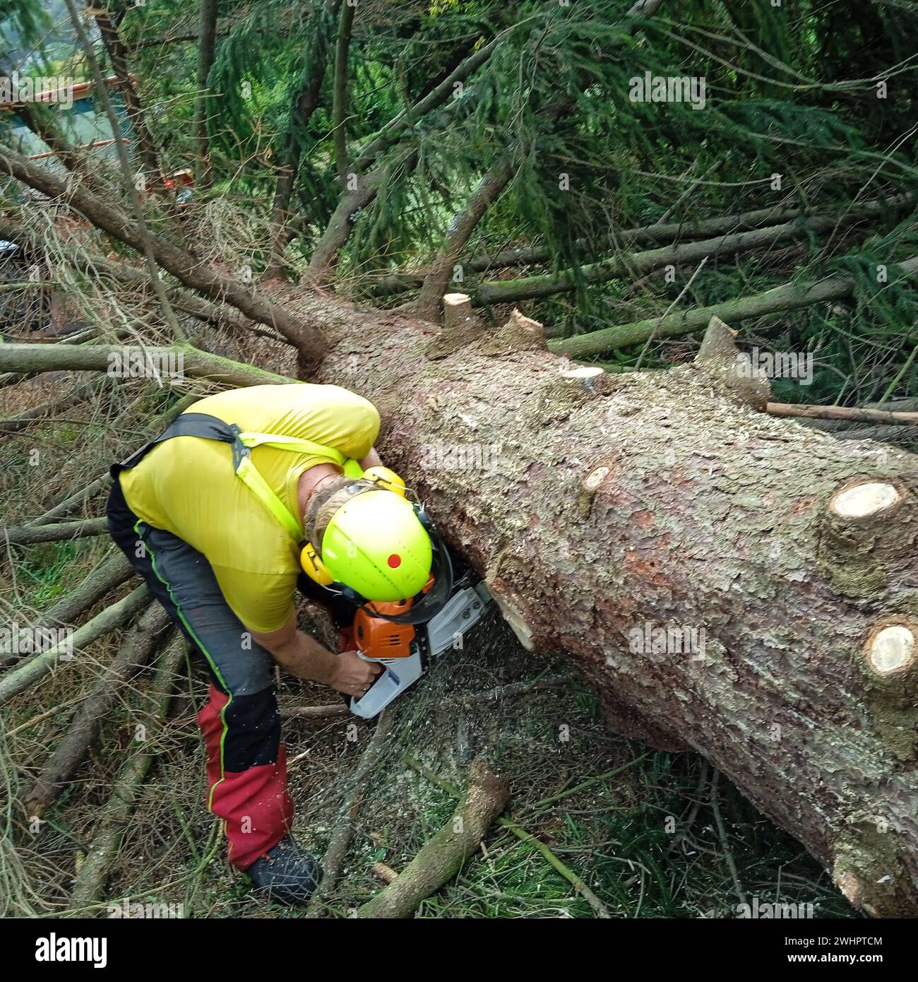 Tree nursery employee hi-res stock photography and images - Alamy