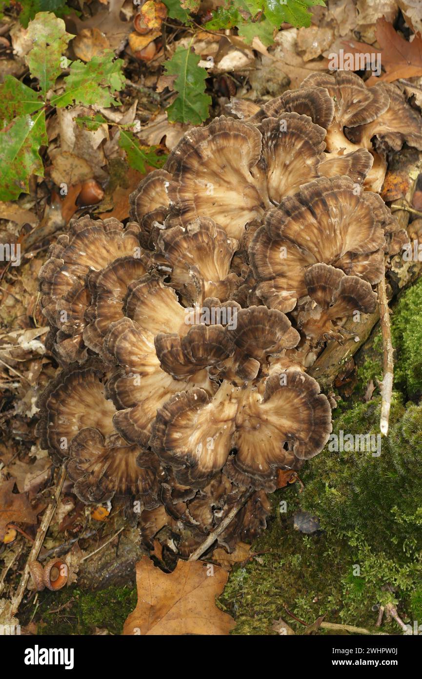 Closeup on a the brown colored edible hen-of-the-woods or maitake ...