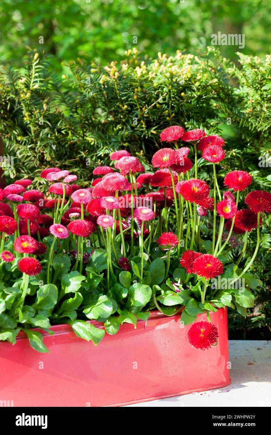 Spring daisy container hi-res stock photography and images - Alamy