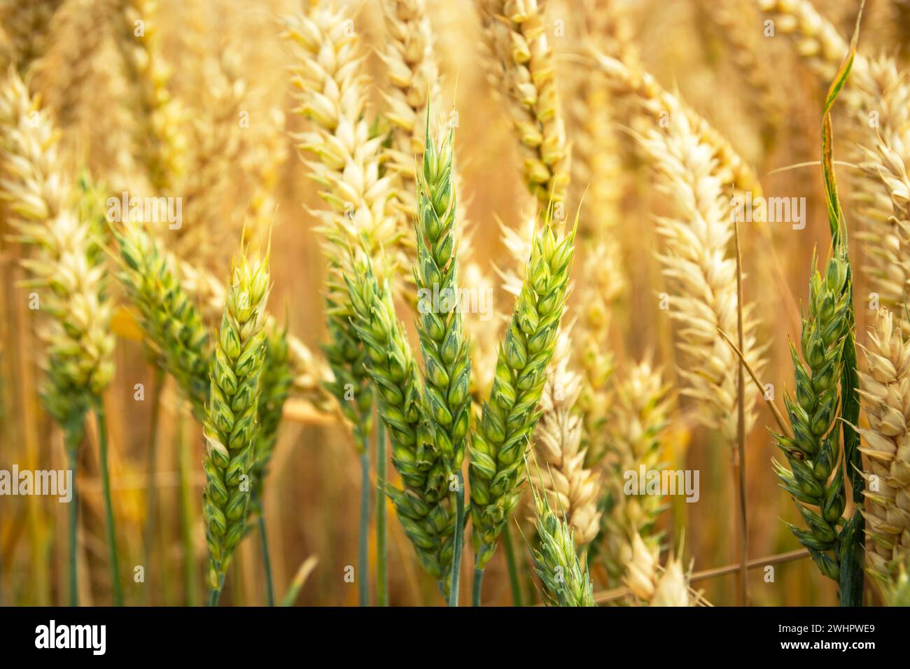 Close-up of golden and green colors ears of wheat, grain background ...