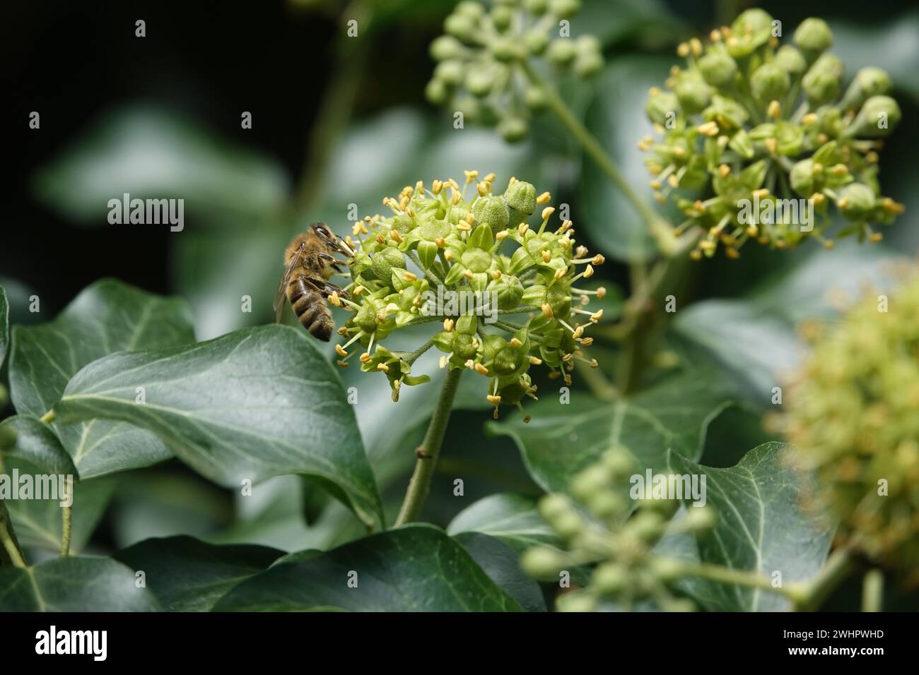 Hedera helix roots hi-res stock photography and images - Alamy