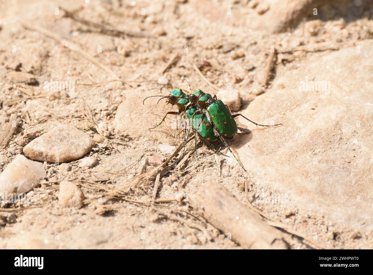Green Tiger Beetles mating on a sandy mountain path during summer ...
