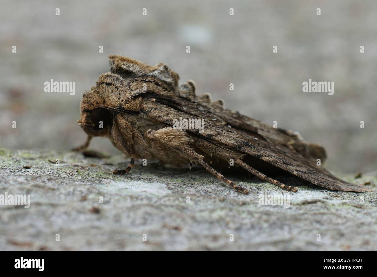 Closeup on the dark arches owlet moth, Apamea monoglypha, sitting on ...