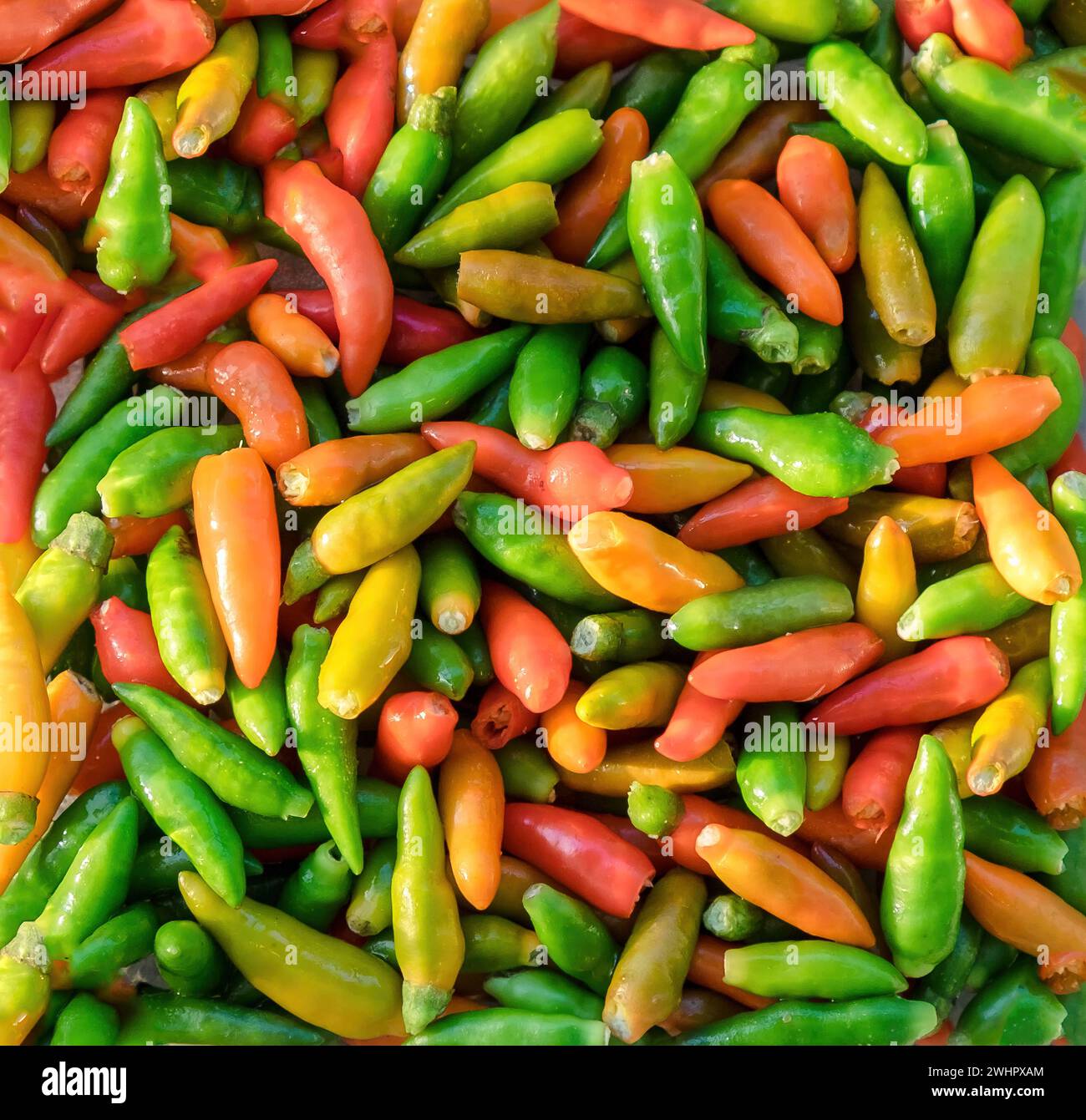 Hot chilis ingredient food colorful pattern background Stock Photo - Alamy