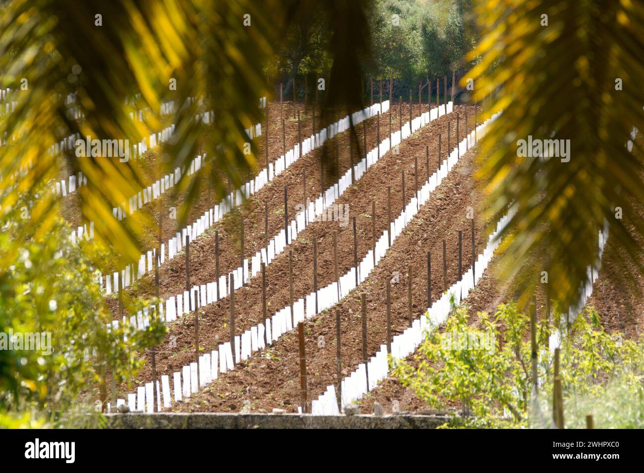 Son sureda hi-res stock photography and images - Alamy