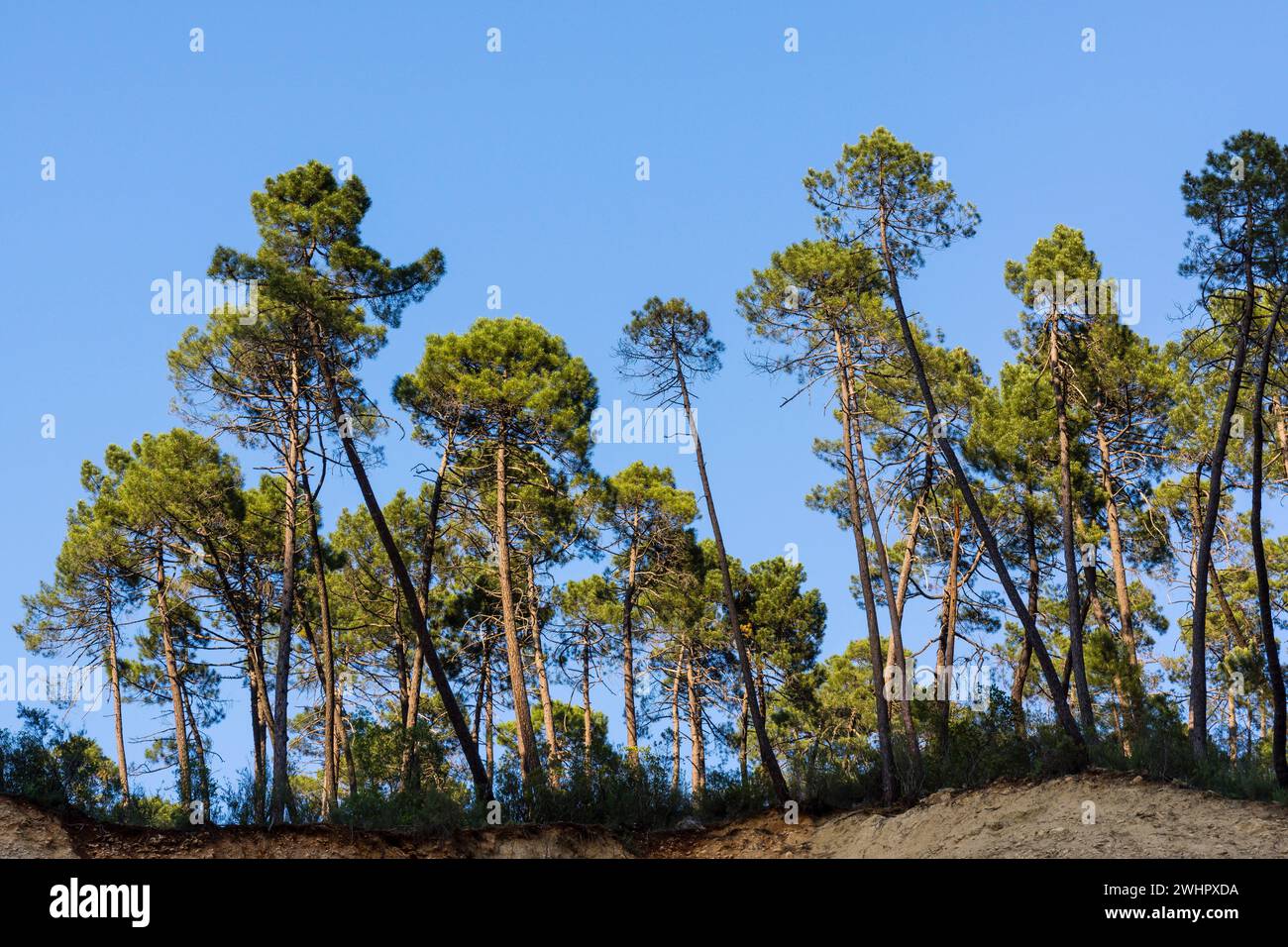 Pinos de pino hi-res stock photography and images - Alamy