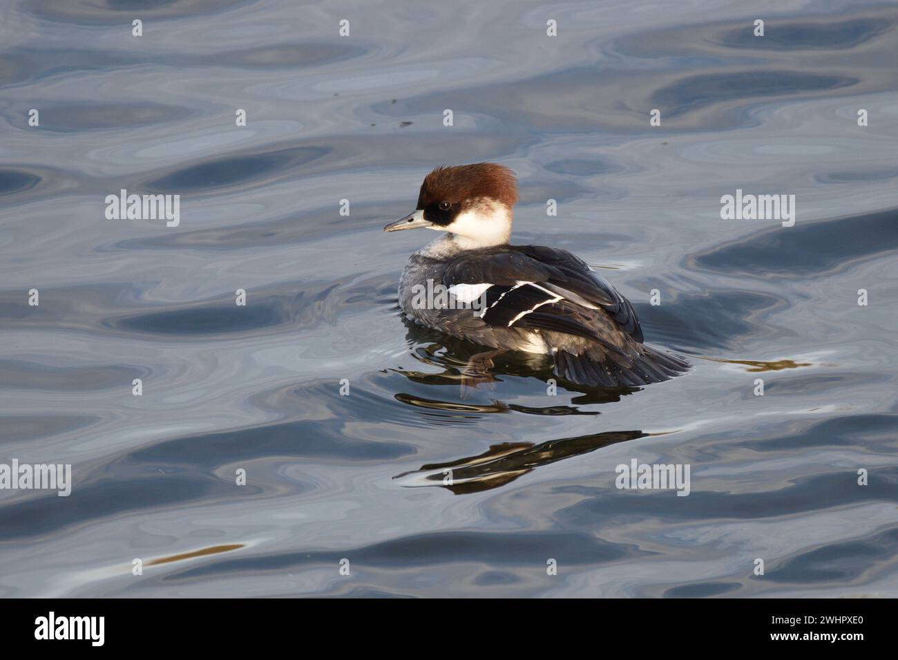 Female Smew hunting for fish near the edge of a lake. Essex, England ...